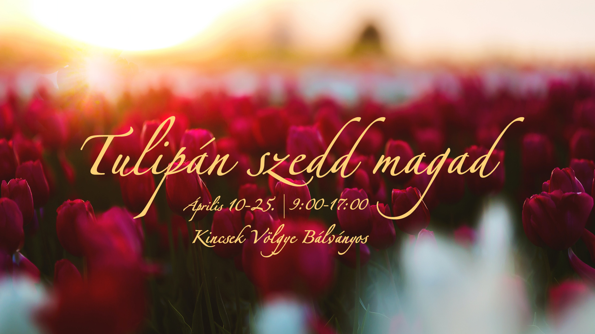 Tulipán Szedd Magad Bálványoson - Kincsek Völgye